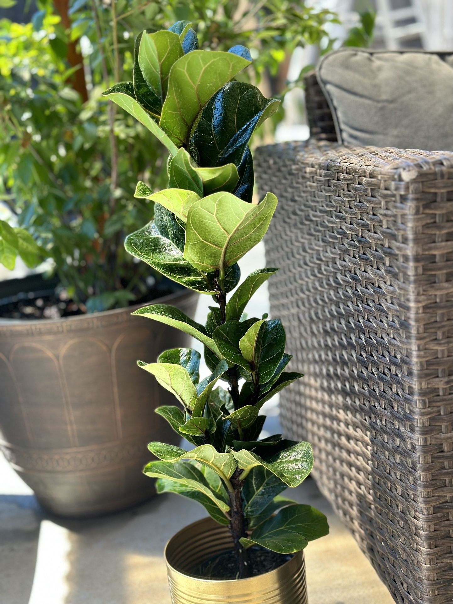 Fiddle Leaf Fig Tree Real Plant for Sale in Vancouver, WA - OfferUp