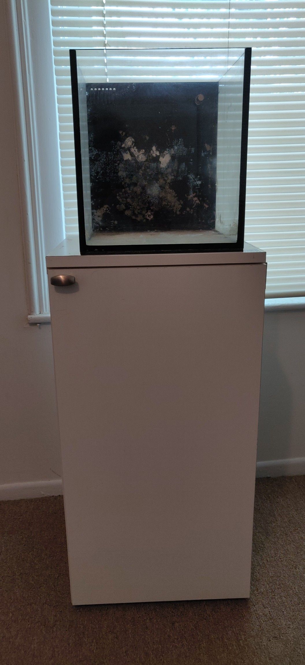 IM Nuvo 10 gallon tank and Kallax Ikea stand aquarium fish for Sale in ...