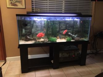 100 Gallon Fish Tank