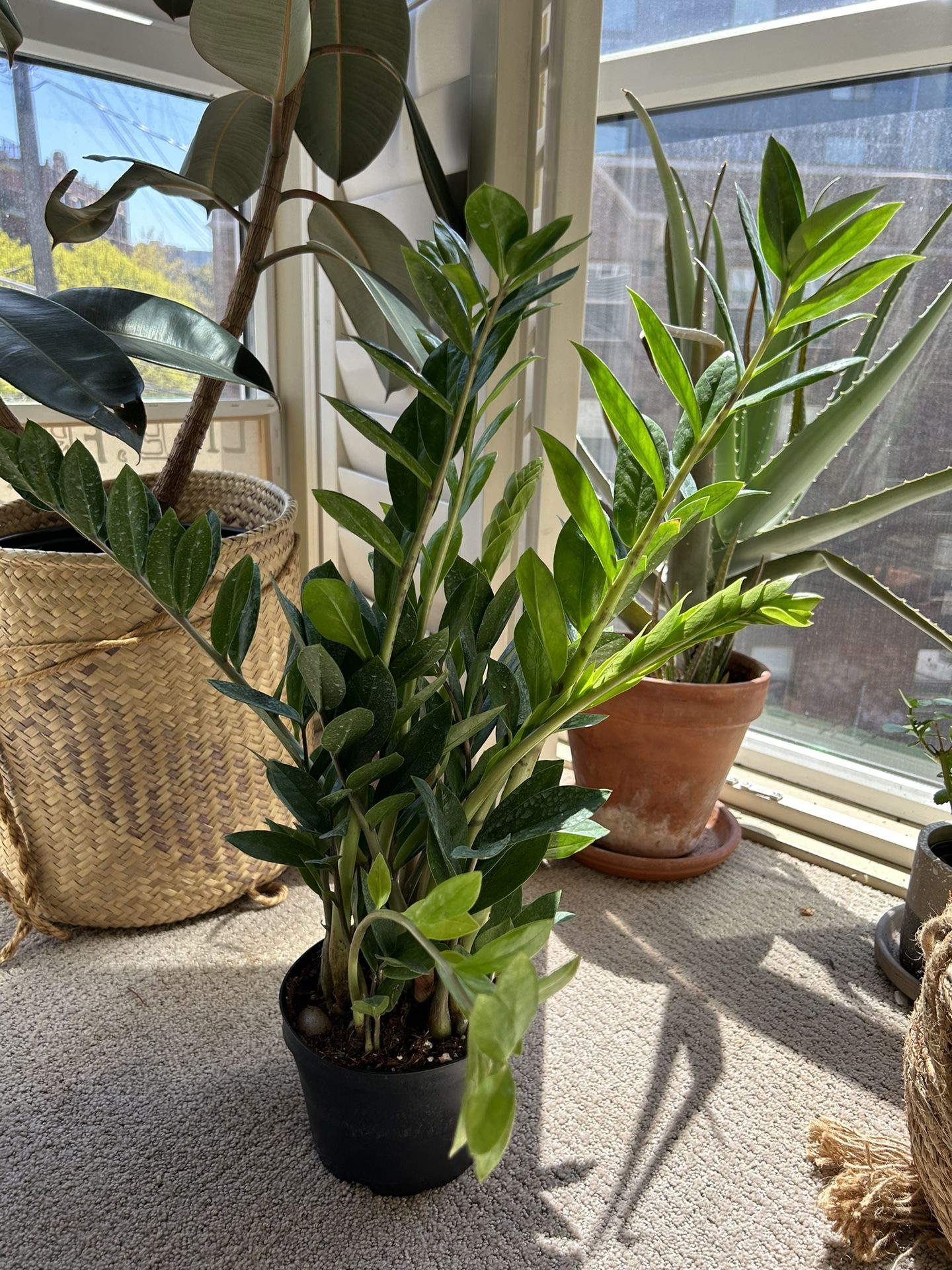 Large ZZ Plant for Sale in Seattle, WA - OfferUp