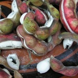 Arbol De Guamuchiles