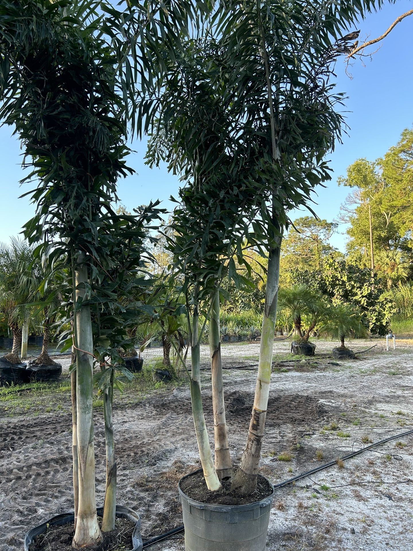 Triple Foxtail Palm Tree