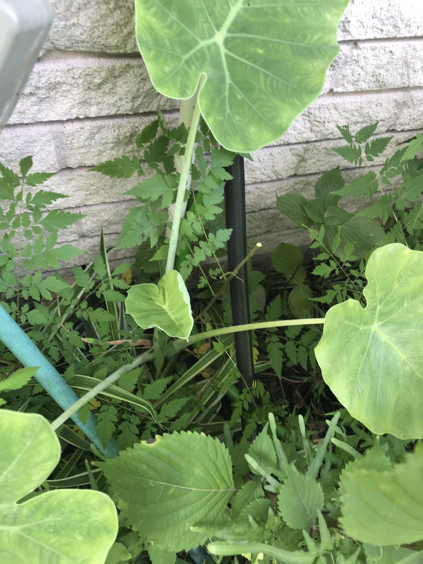 Elephant Ear Plant (bac Ha) 1 Gallon for Sale in Houston, TX - OfferUp