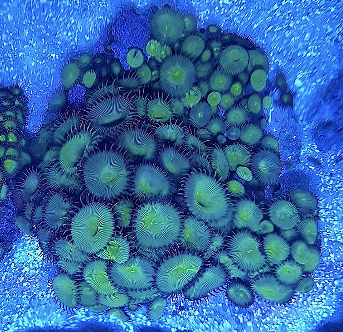 WYSIWYG 7” Inch HUGE ROCK Fake Aquarium Decoration Large Polyp Frag ...