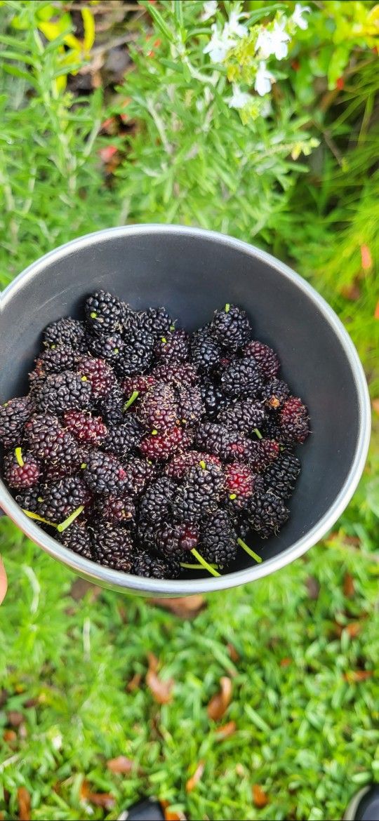 Mulberry Tree. 3 Gallon for Sale in Miami, FL - OfferUp