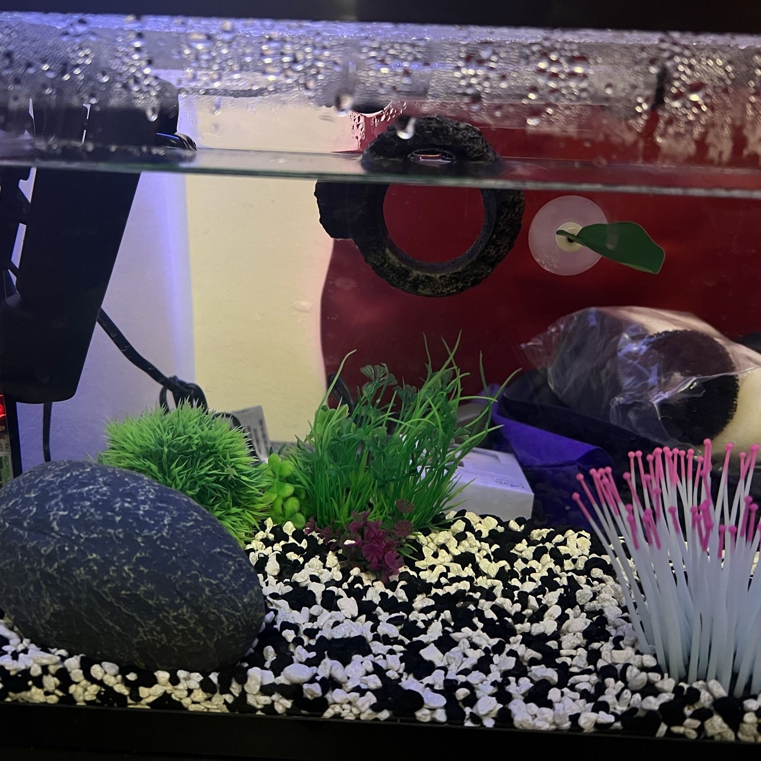 Betta Fish Tank Setup