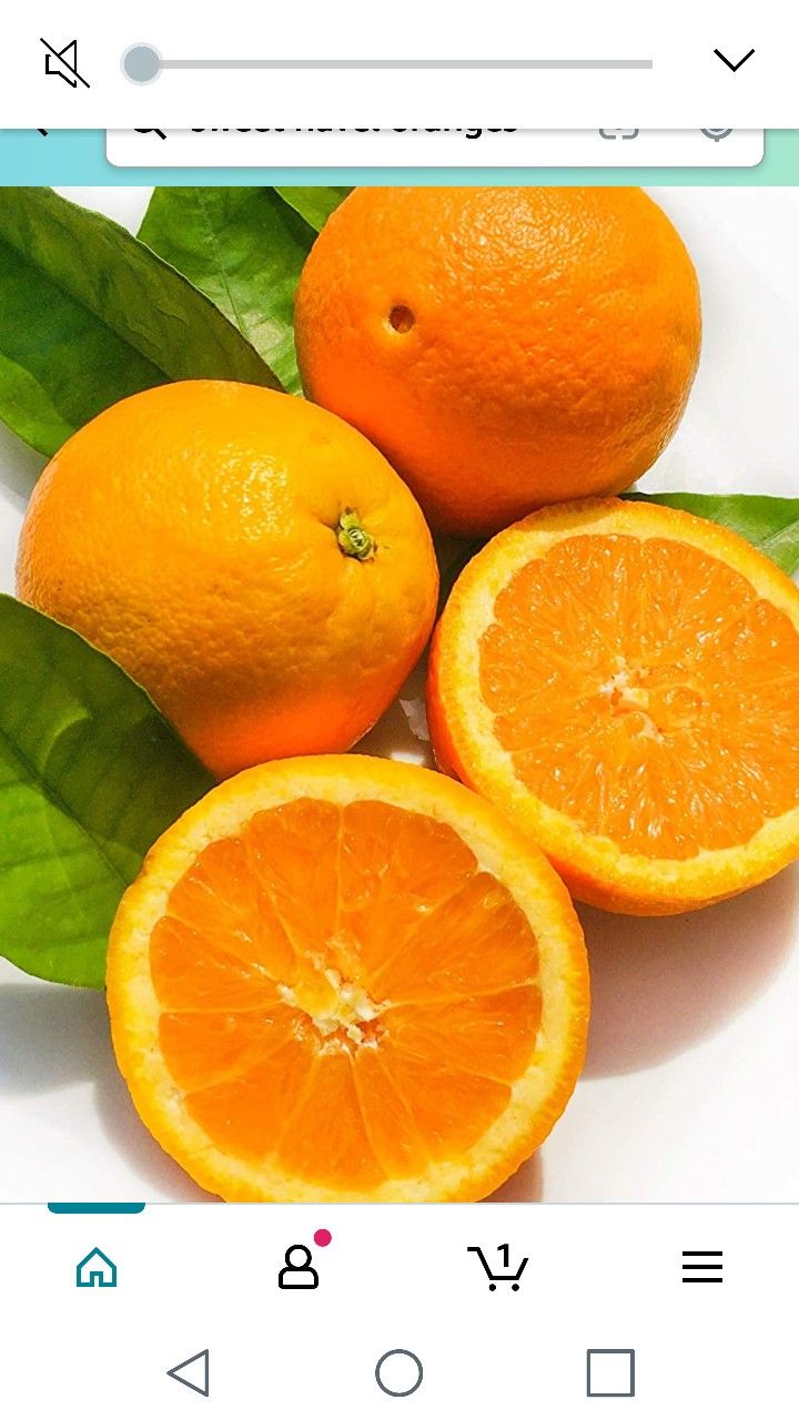 Navel Orange Fully Grown Tree In 2 Gallon Pot for Sale in Houston, TX ...