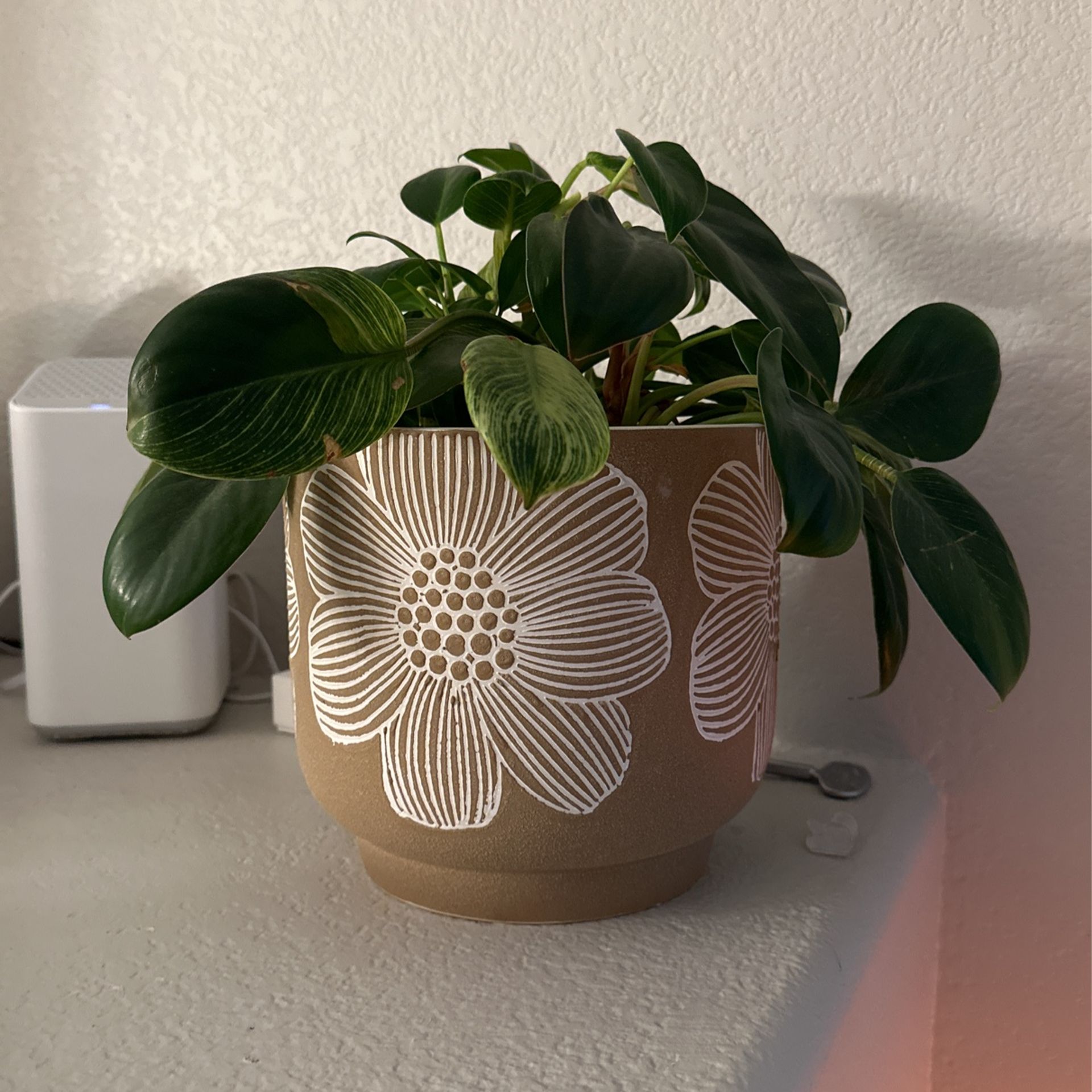 Plant for Sale in Las Vegas, NV - OfferUp