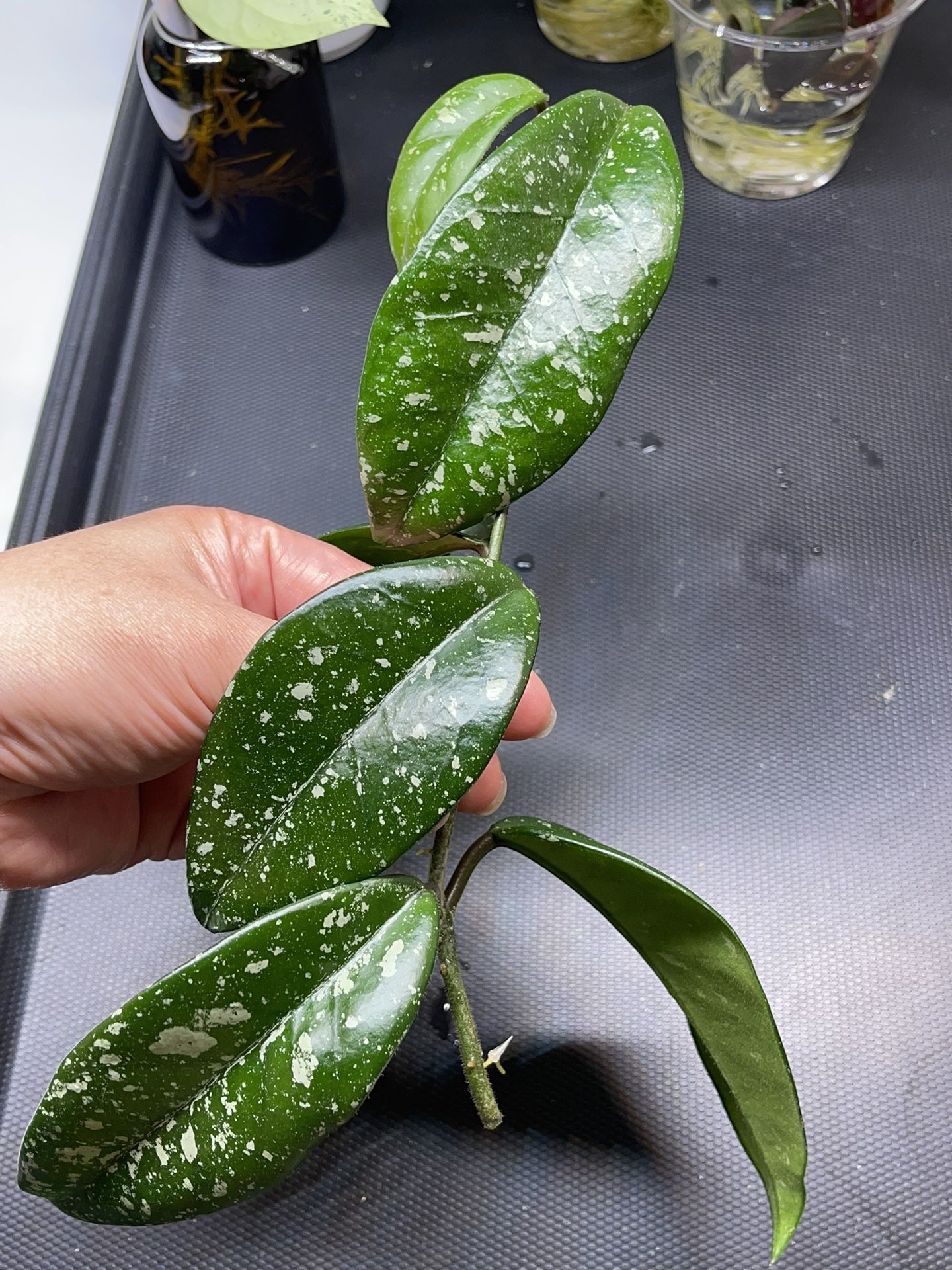 Hoya SMS 2016-22 ( Sprinkles x Carnosa Short Leaf ) for Sale in Brea ...