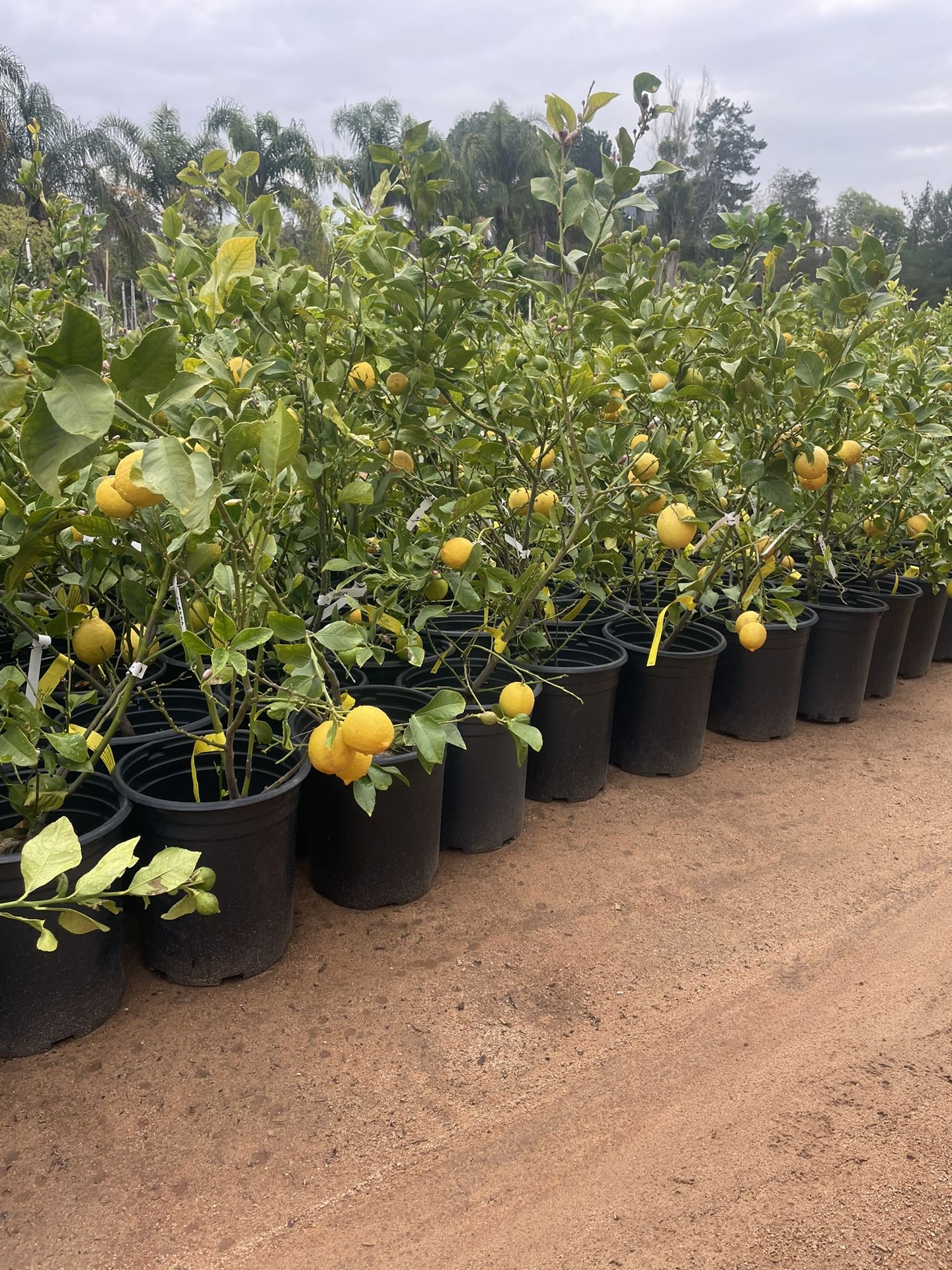 5 Gallon Size- Fruiting Age- Citrus Trees for Sale in Perris, CA - OfferUp