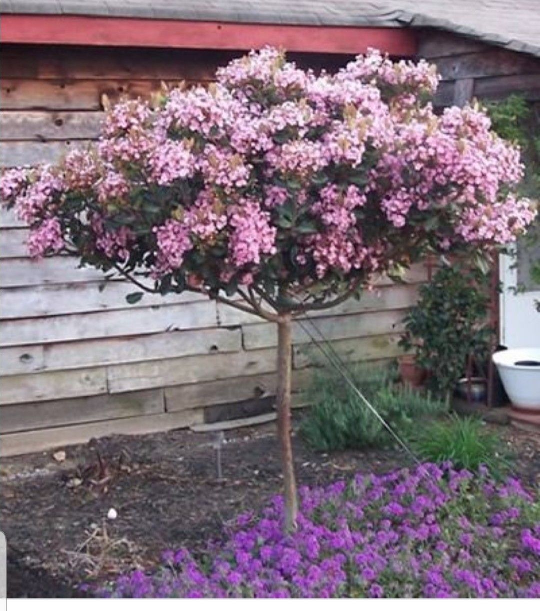 Indian Hawthorn Tree
