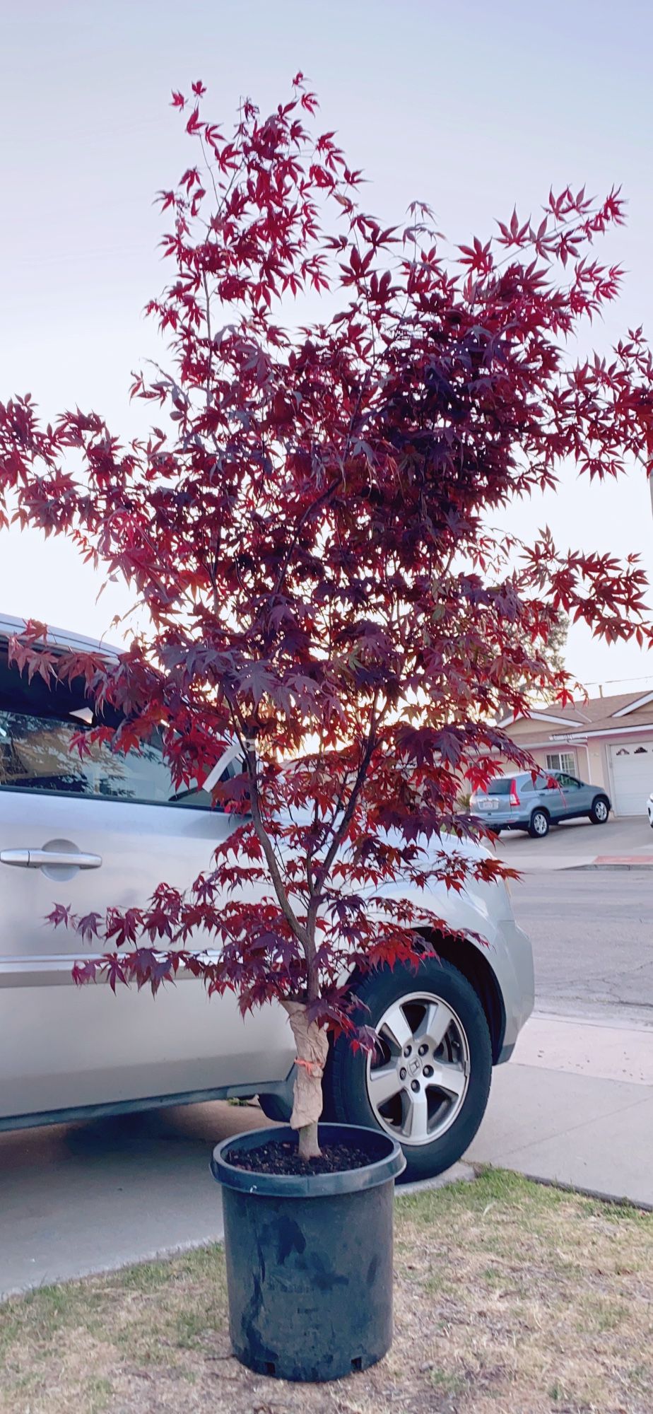 Beautiful Japanese Bloodgood Maple Tree for Sale in Garden Grove, CA ...