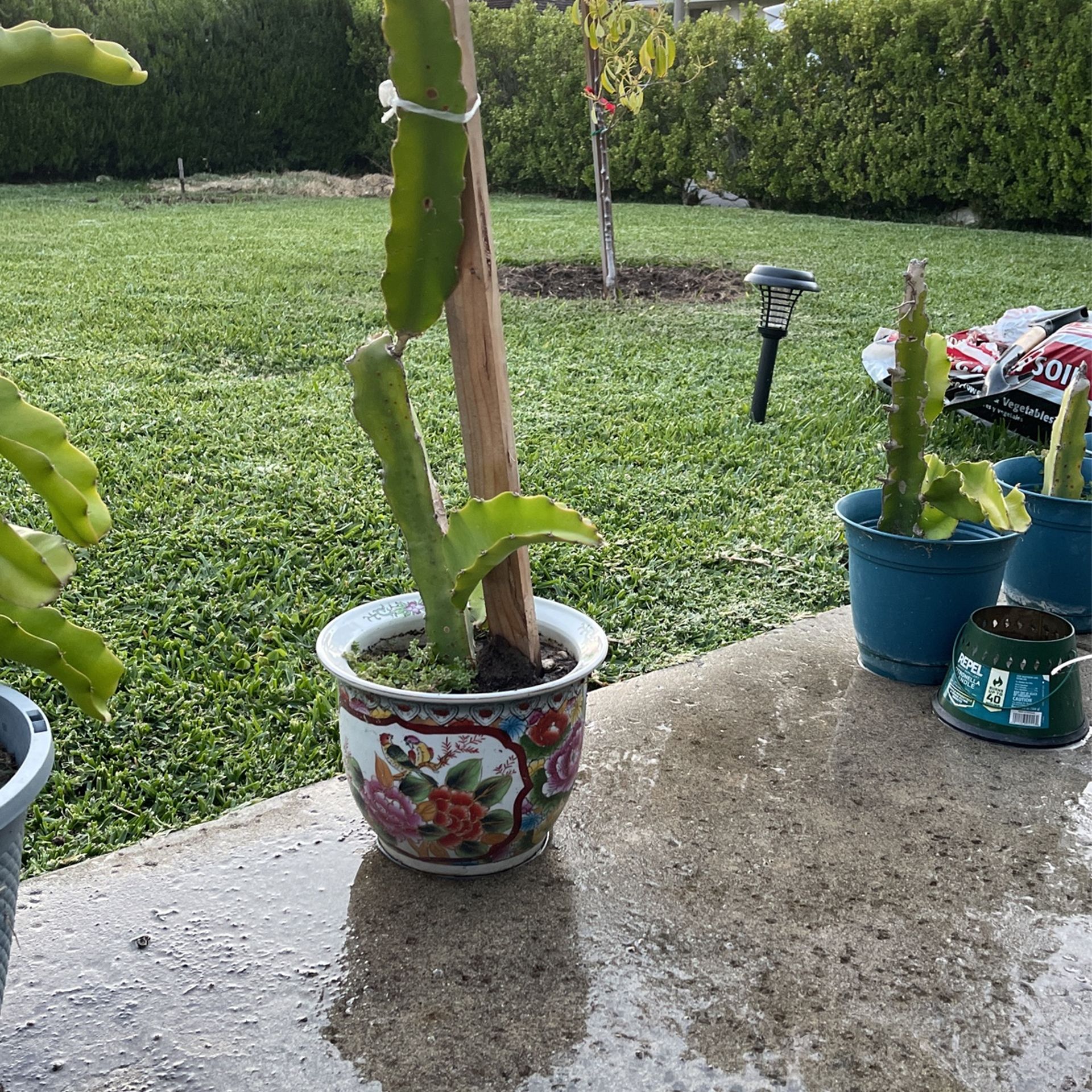 Dragon Fruit Plant In Pot