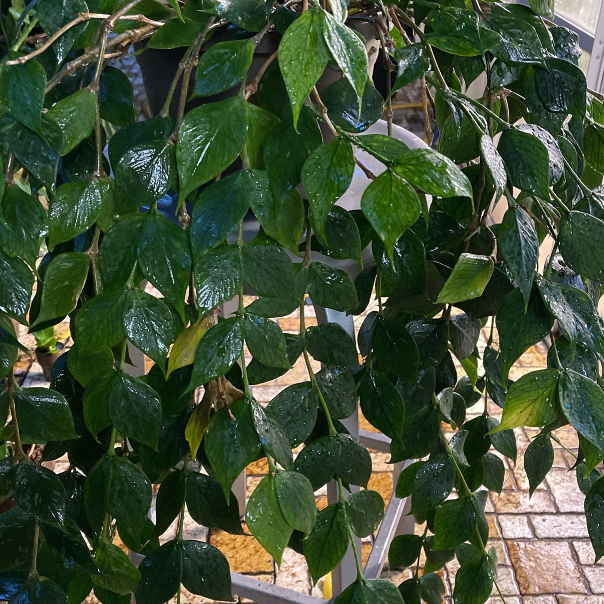 Hoya Hoya Hoyas 50+ Varieties Cuttings And Rooted for Sale in Halndle ...