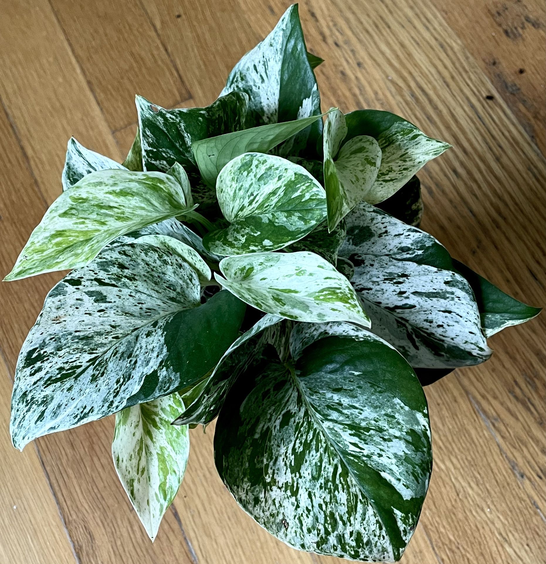 Marble Queen Pothos / Low-Light Friendly/ Free Delivery Available for ...