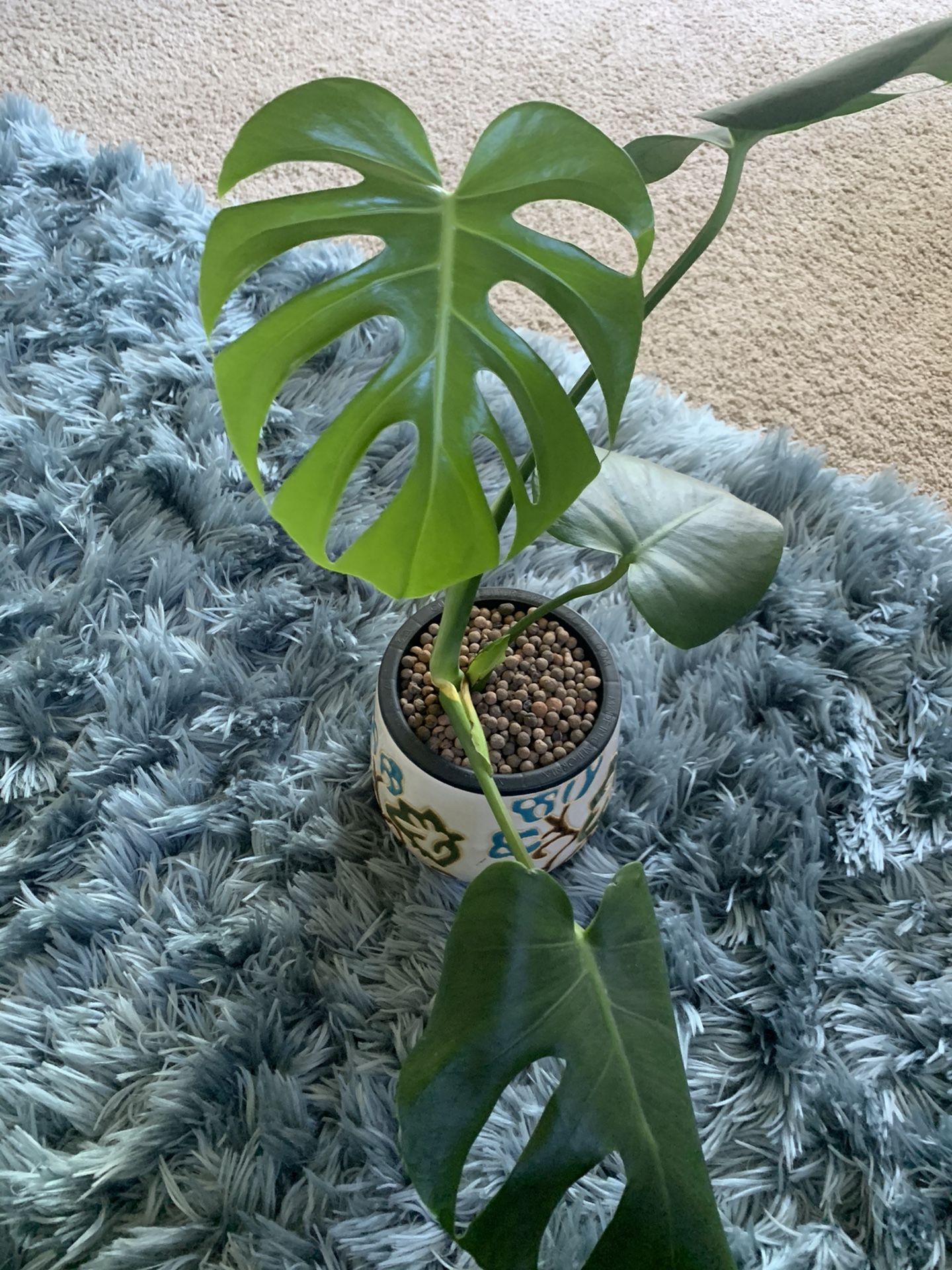 Monstera Deliciosa with hydroponic kit for Sale in Redmond, WA - OfferUp