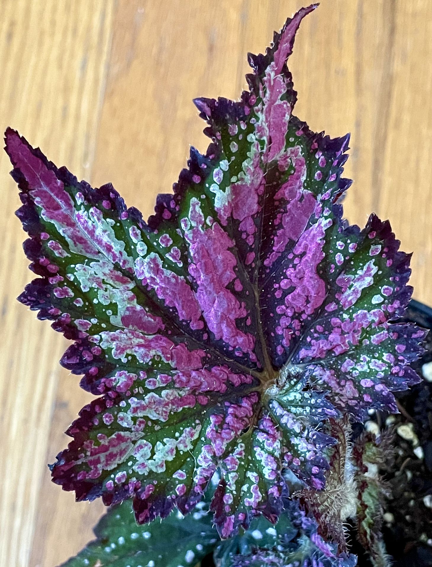 Begonia Jurassic Watermelon / Free Delivery Available for Sale in ...