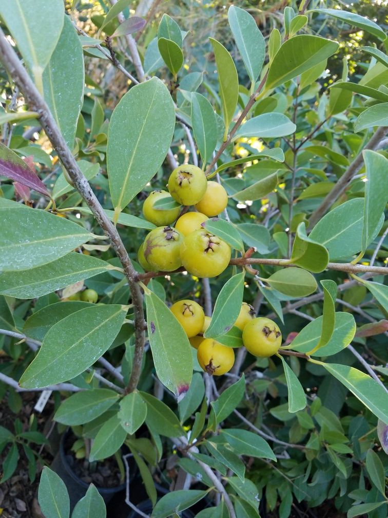 FRUIT TREES Peach plum apricot apple pear fig pomegranate loquat guava ...