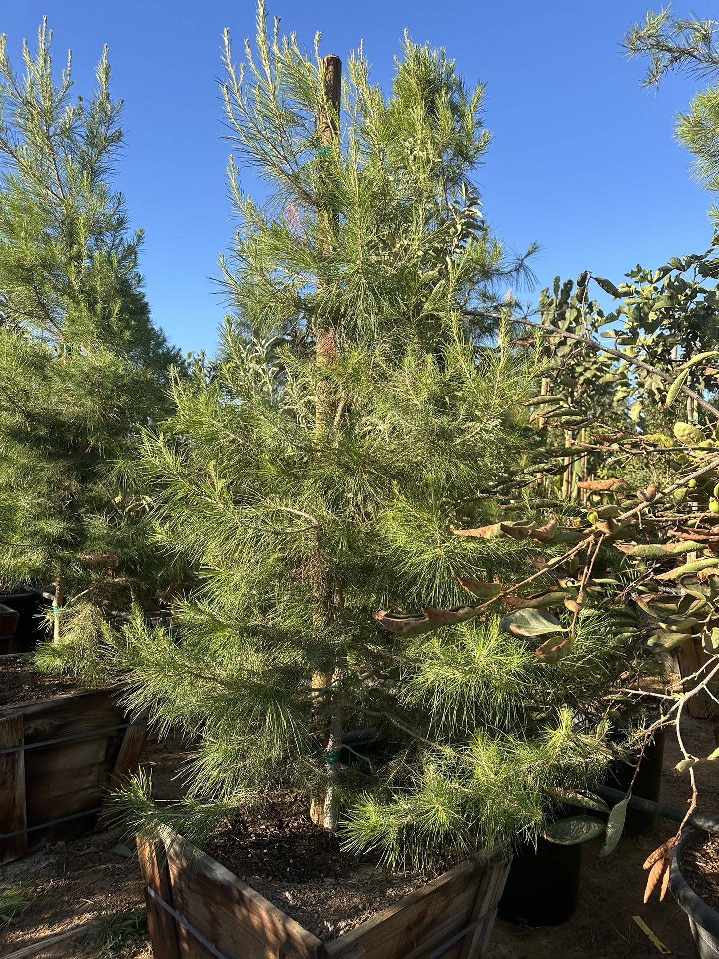 Afghan Pine Tree , Eldarica Pinus 24” Box for Sale in Riverside, CA ...