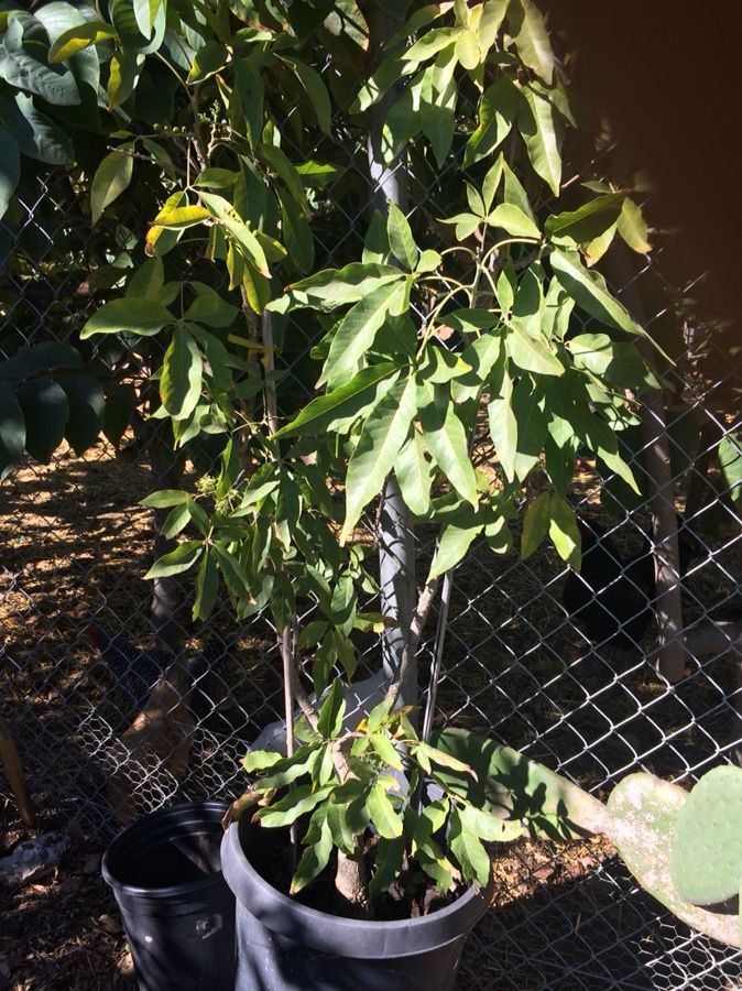 White Sapote Tree