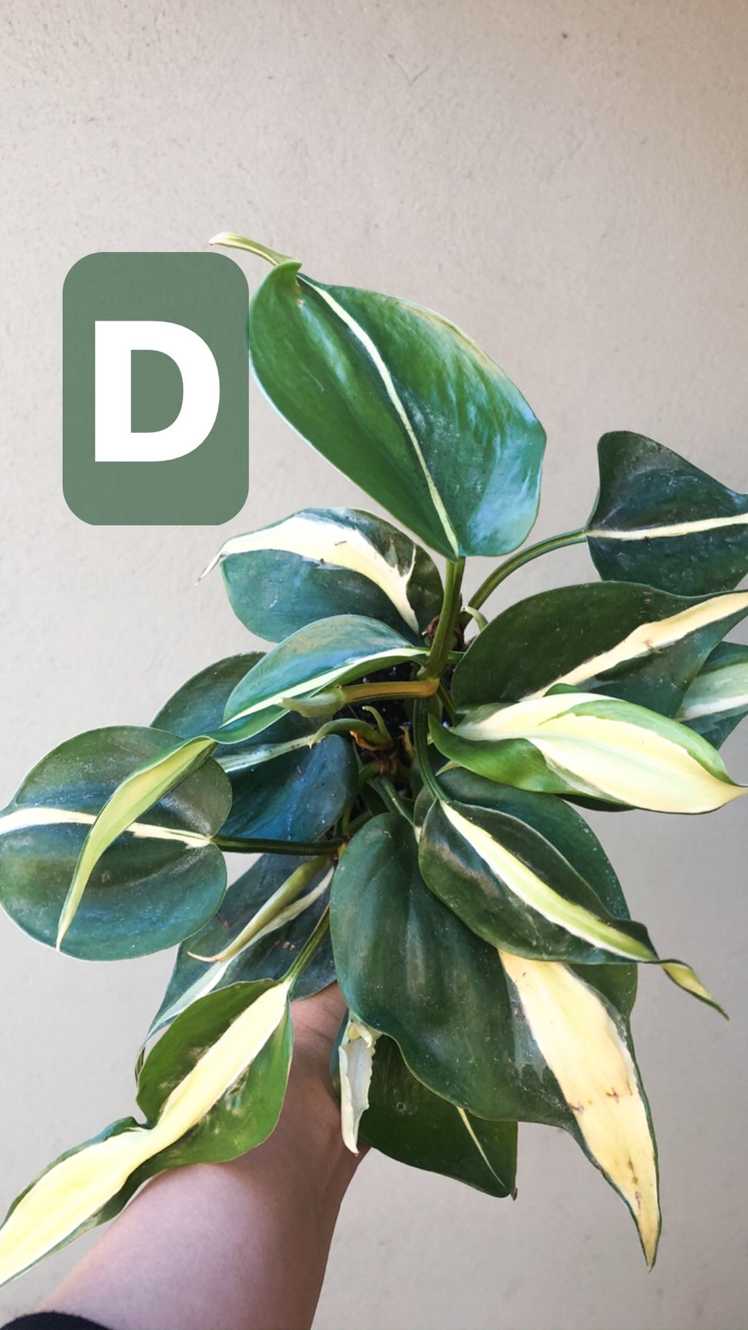 Philodendron Rio “Silver Stripe” plants for Sale in Sacramento, CA ...