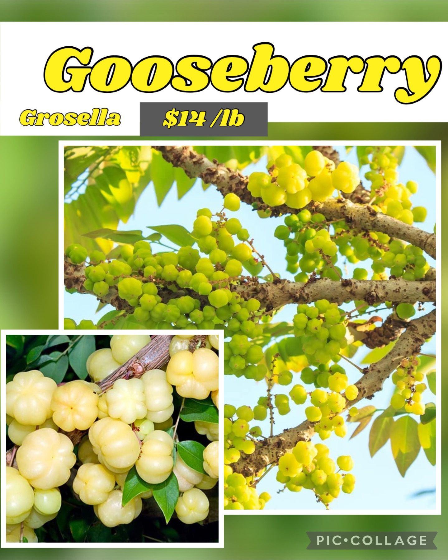 GOOSEBERRY - Grosella $14/pound for Sale in Orlando, FL - OfferUp