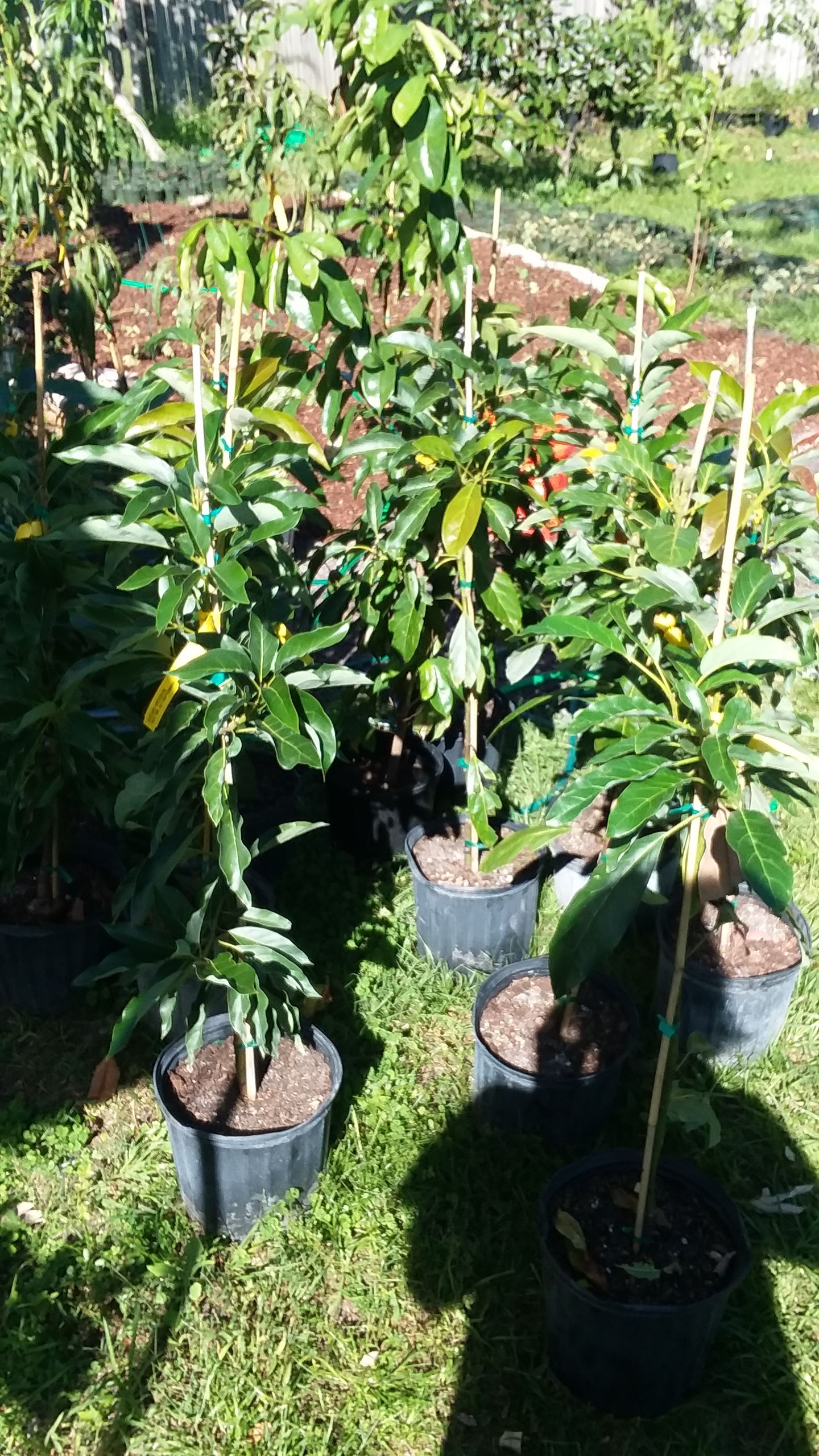 Grafted avocado trees for Sale in Saint Cloud, FL - OfferUp