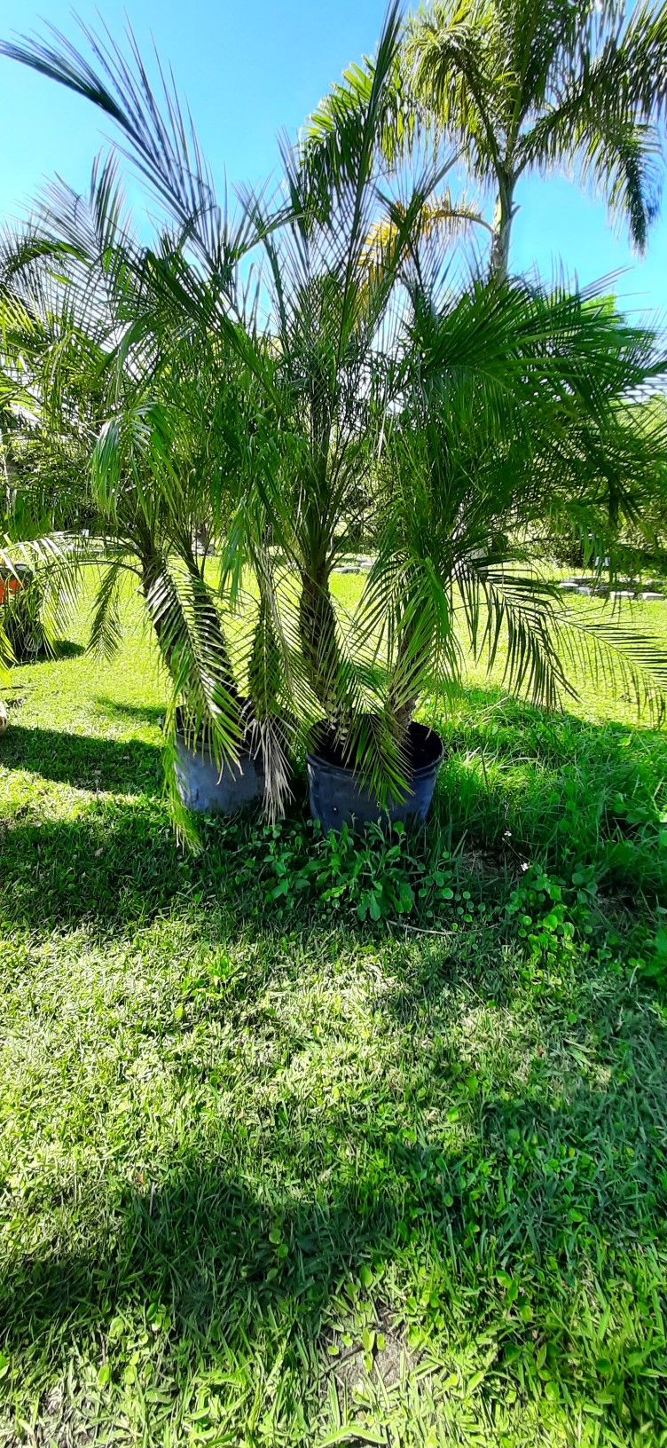 2 Triple Pygmy Robellini Palms for Sale in Fort Myers, FL - OfferUp