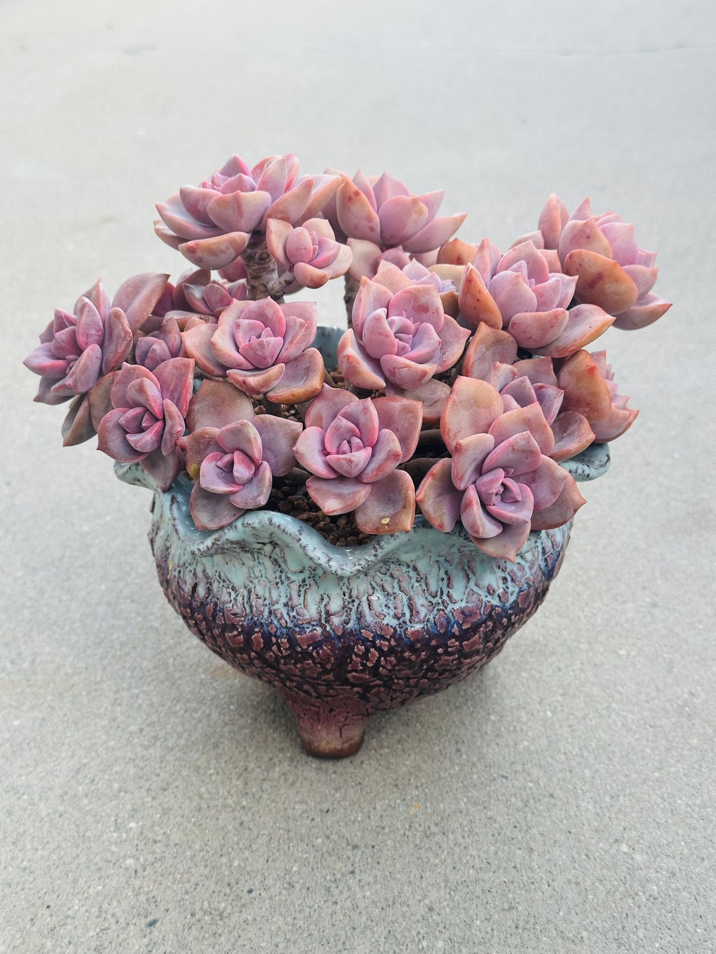 Succulents plants （Graptoveria 'Gypsy' Variegated） for Sale in Chino ...