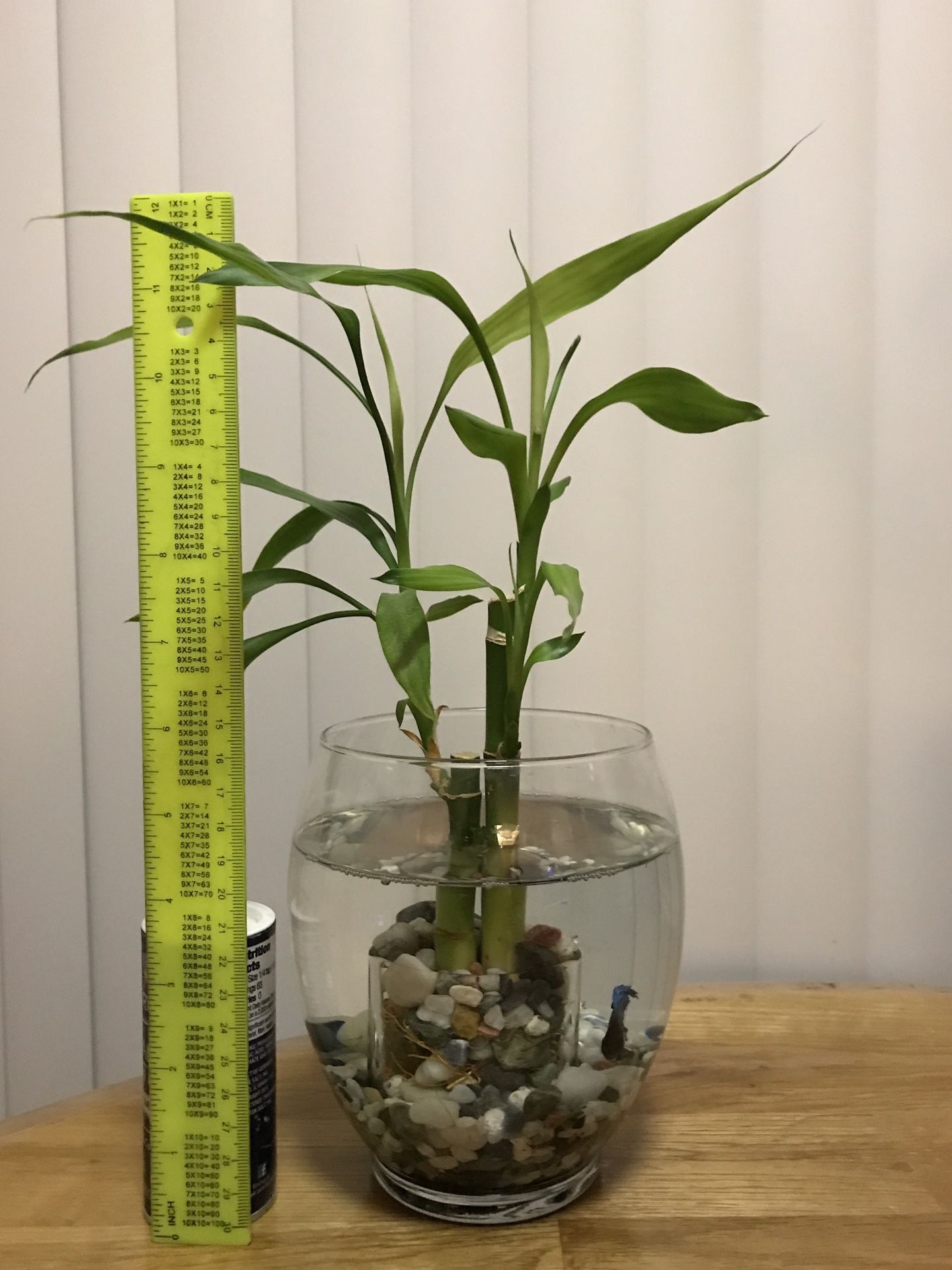 Lucky Bamboo Betta Bowl With