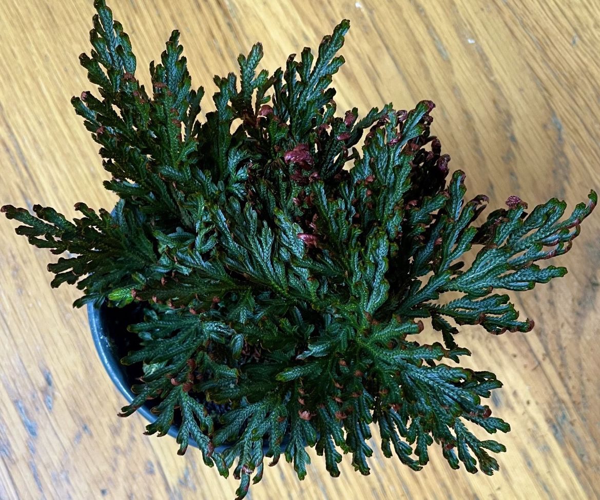 Non-Toxic Ruby Red Selaginella Plant / Low-Light Friendly/ Free ...