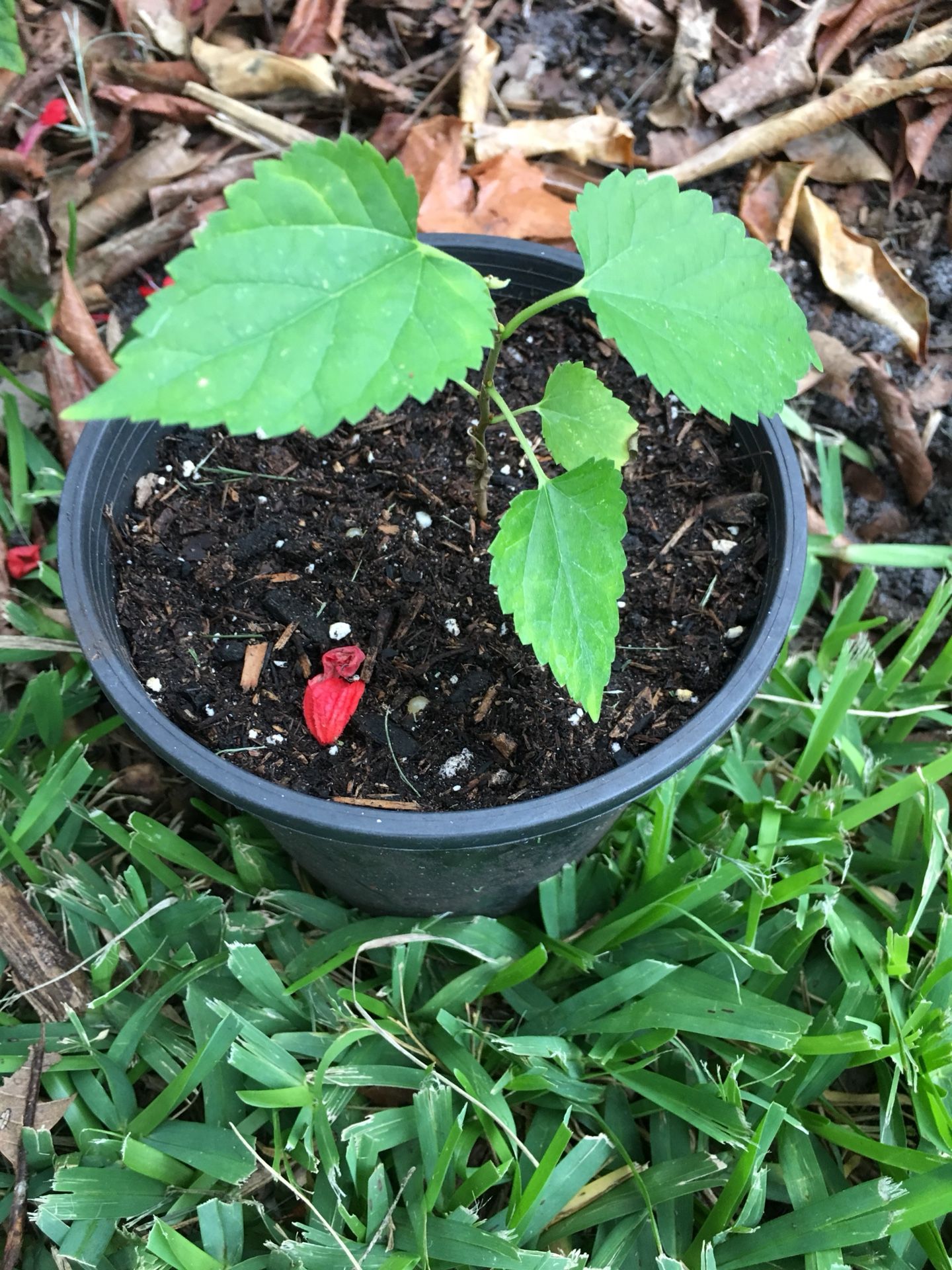 Red Mulberry Seedling - 5.1” Pot Florida Native Tree for Sale in ...