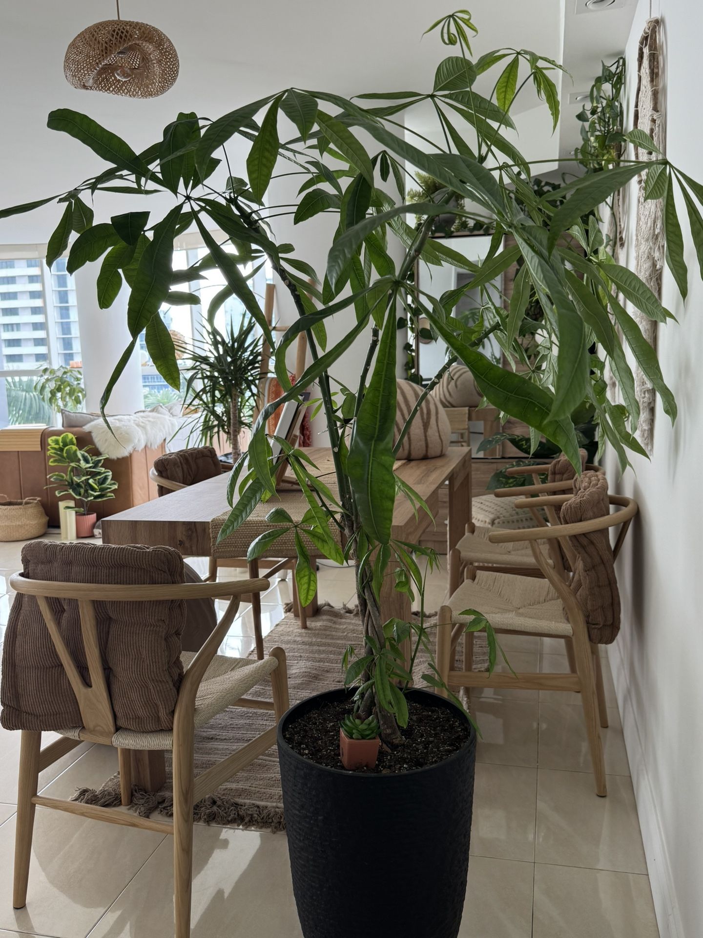 Big Plant | Potted Money Tree for Sale in Miami Beach, FL - OfferUp