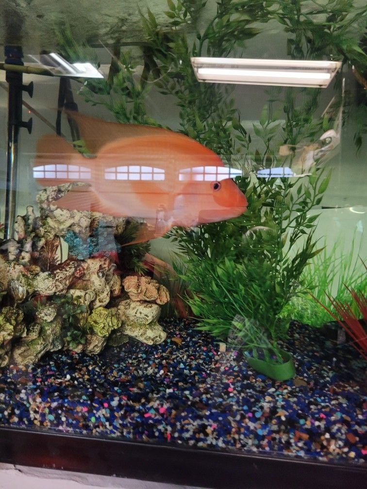 Rock Band 4 Drum Set For Xbox One Drum Set And Sticks Only for Sale in ...