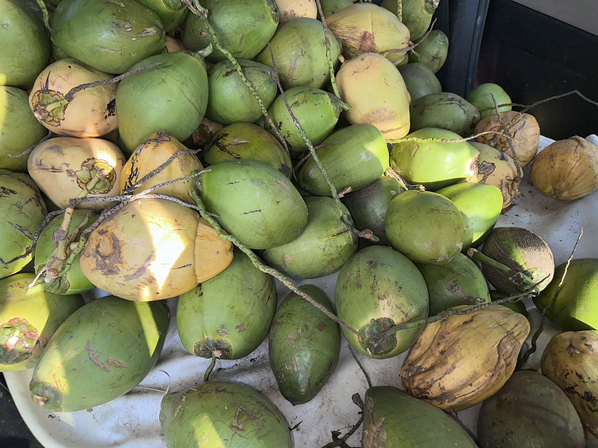 100 Fresh Coconuts for Sale in Pembroke Pines, FL - OfferUp