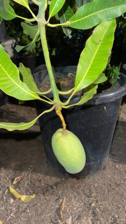 15g Semi Dwarf Mango Corriente(Criollo) for Sale in Gardena, CA - OfferUp