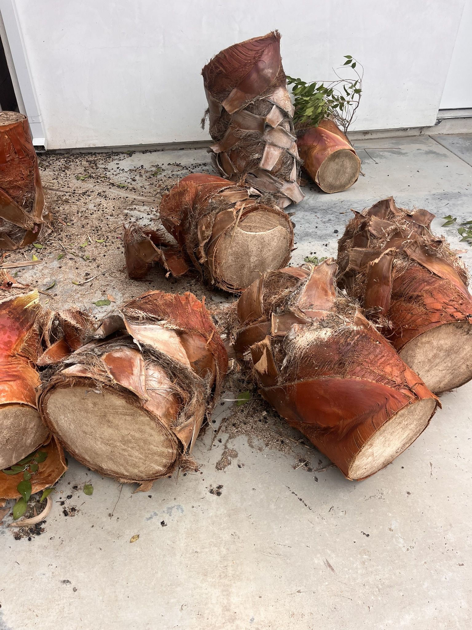 Free palm tree trunks great for DIY projects Landscaping using for ...