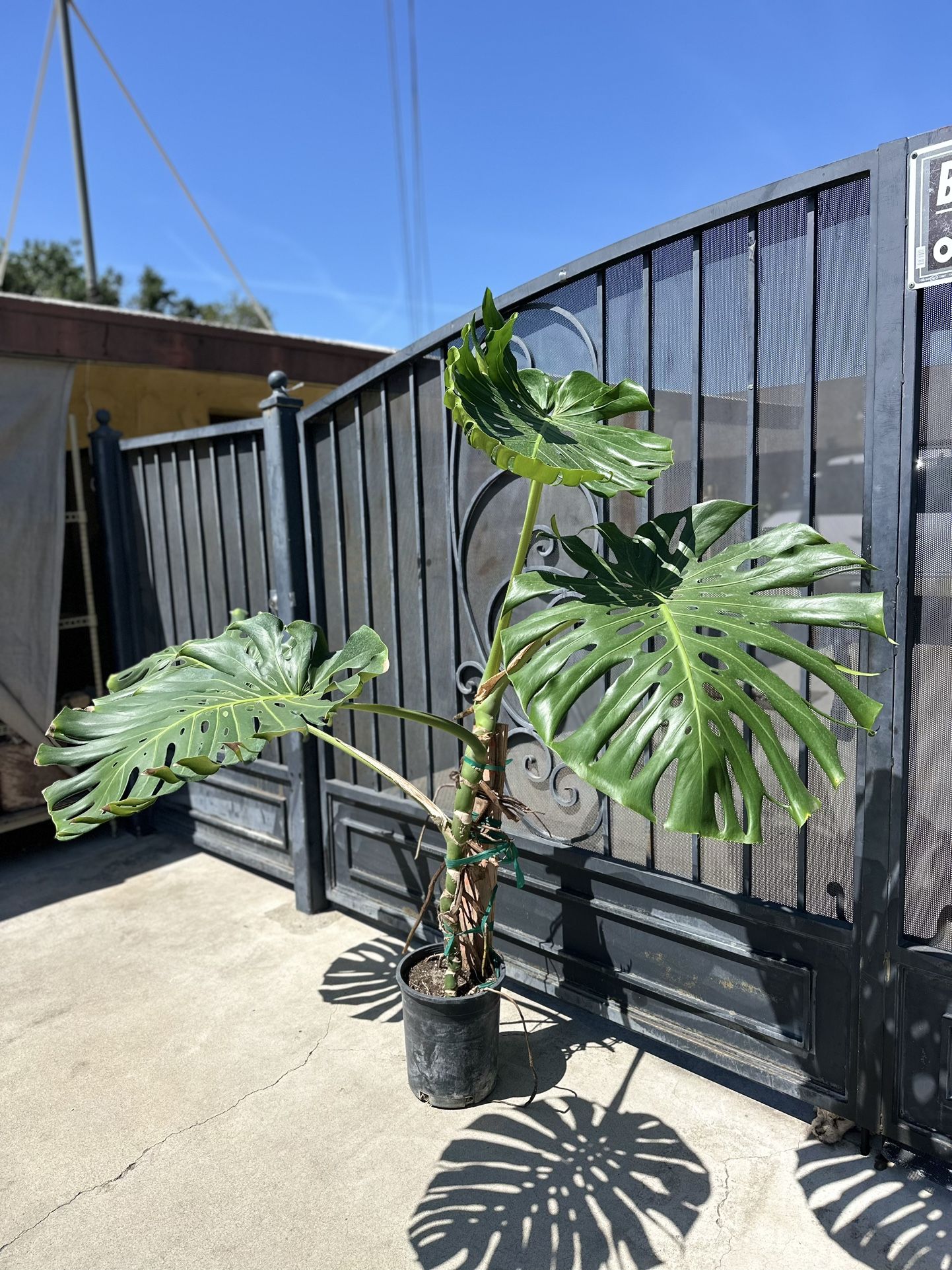 Monstera Plants for Sale in Bakersfield, CA - OfferUp