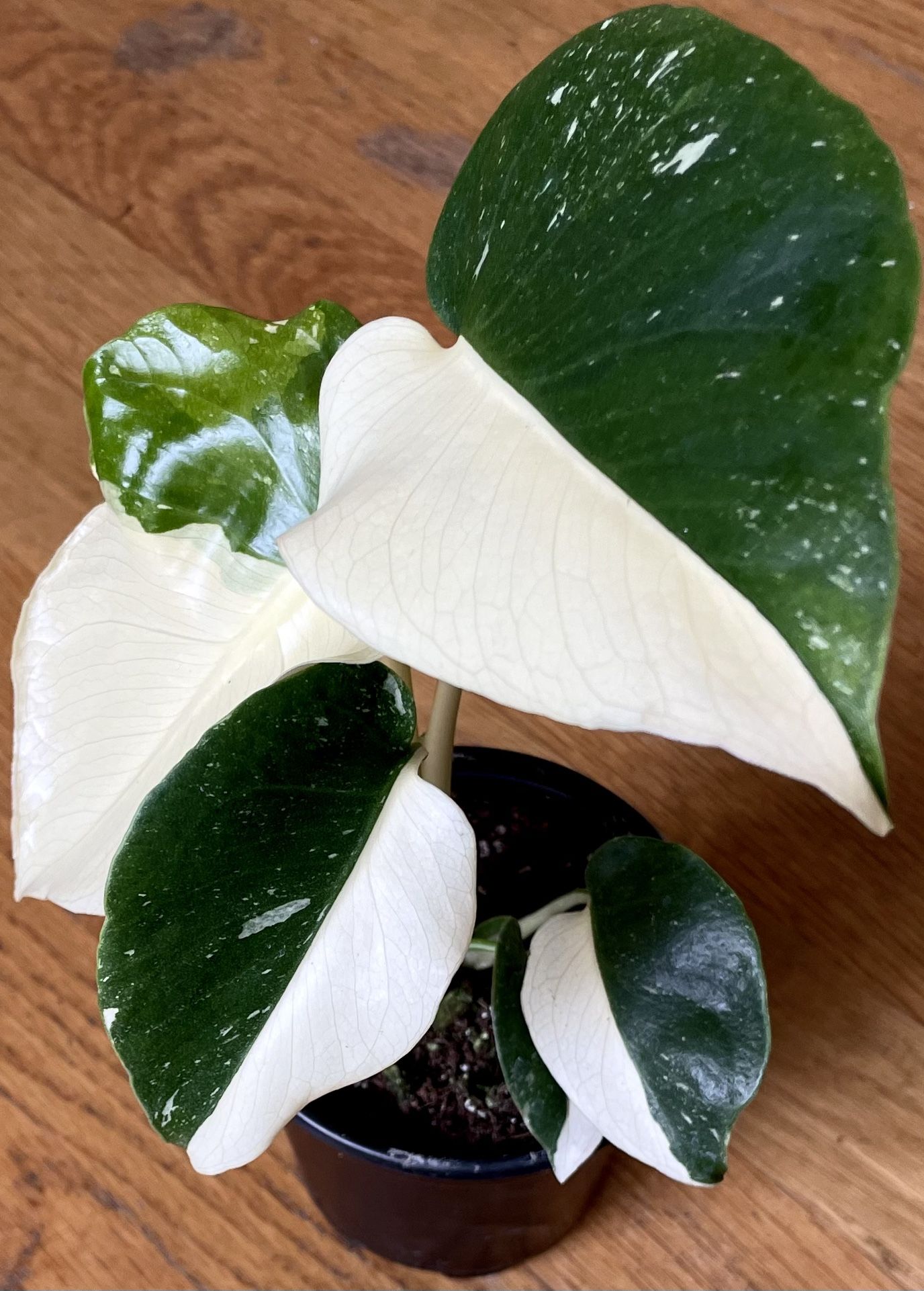Rare Thai Constellation Monstera Plant / Half Moon / Free Delivery ...