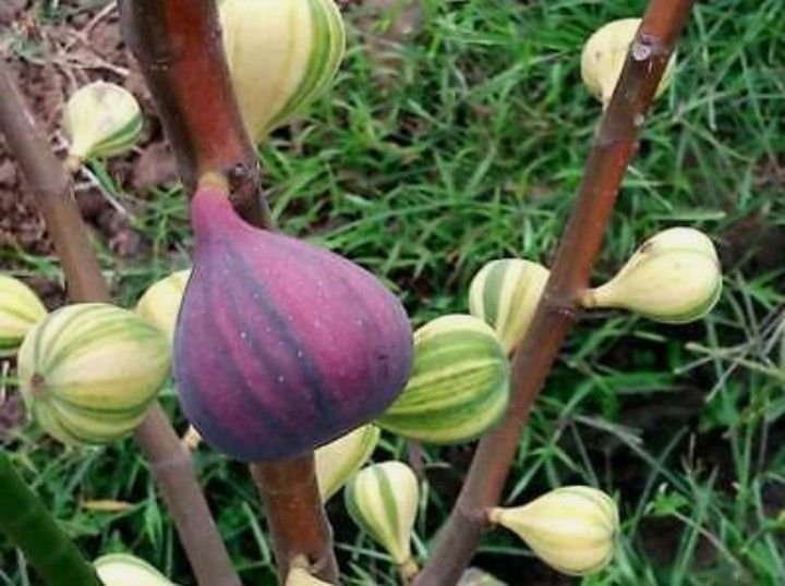 Variegated Fig Tree Cutting 36 Inch 'Tiger Panache' Fig Tree for Sale ...