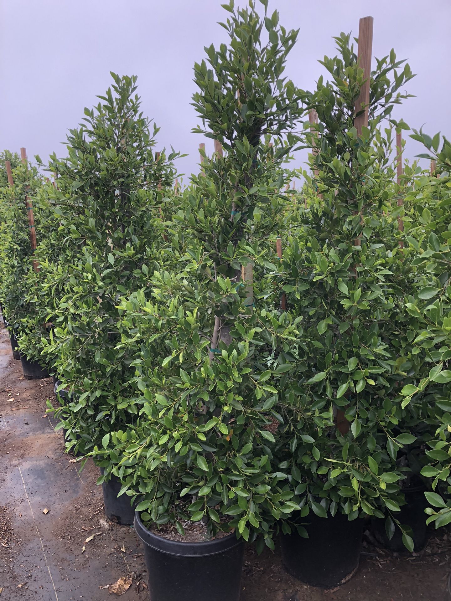 Ficus Nitida , Indian Laurel Ficus Tree, Hollywood Hedge And Privacy ...