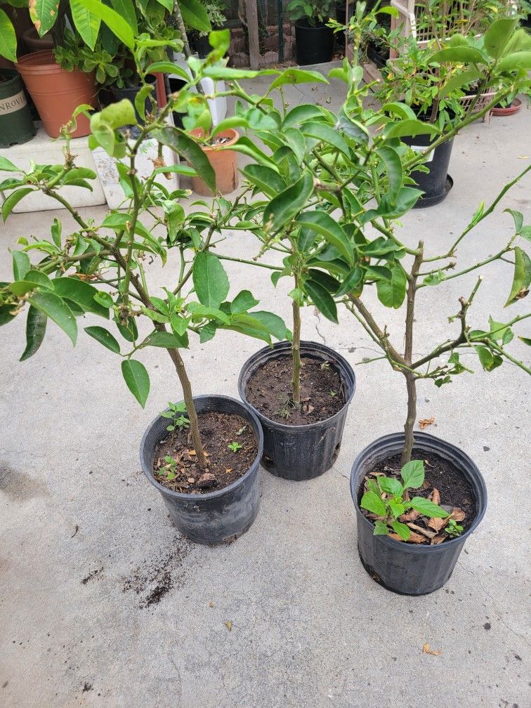 Sweet Lime Trees / Naranja Lima Dulse for Sale in Anaheim, CA - OfferUp