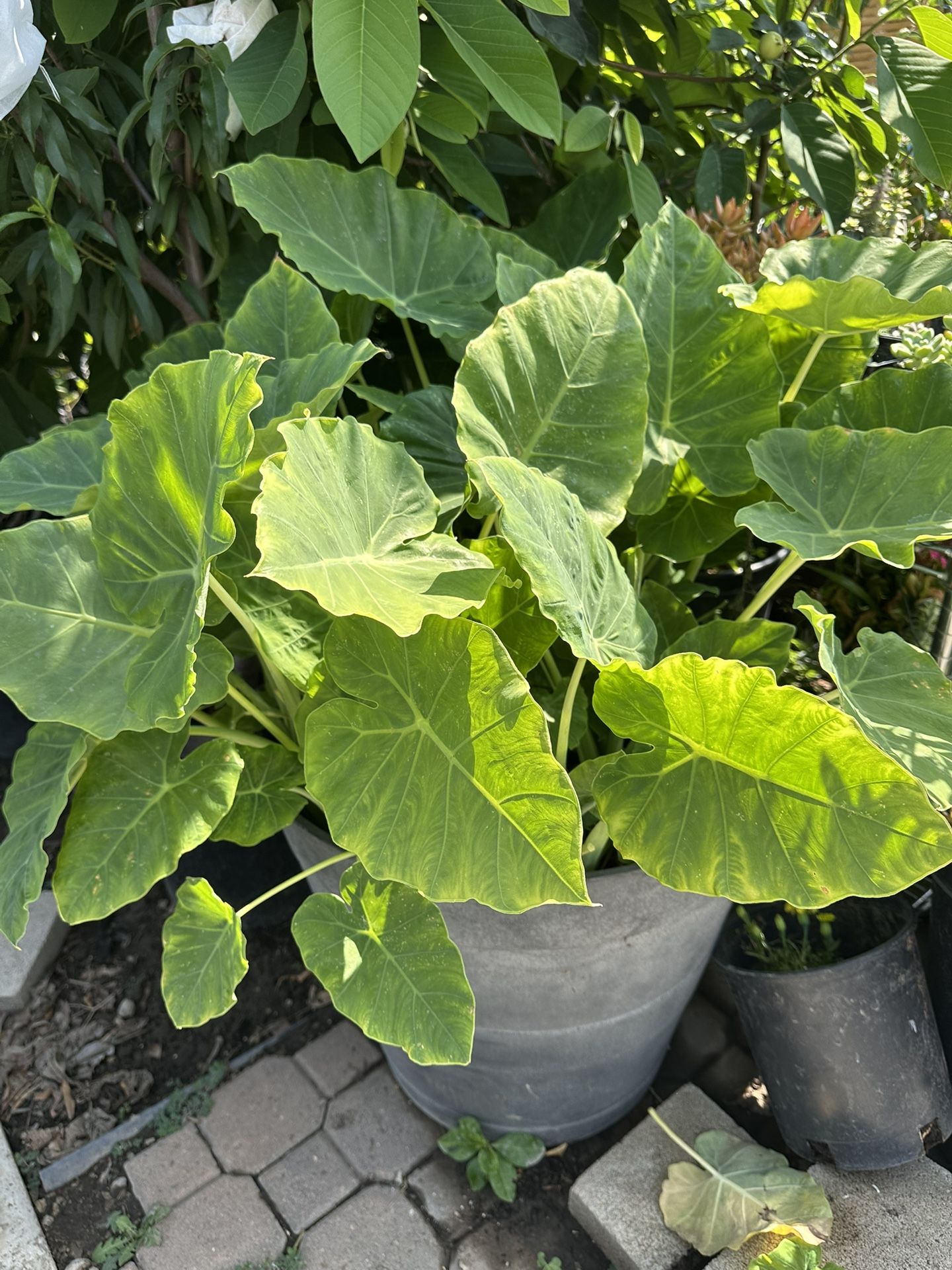Edible Elephant Ear Plant In Huge Pot for Sale in Los Angeles, CA - OfferUp