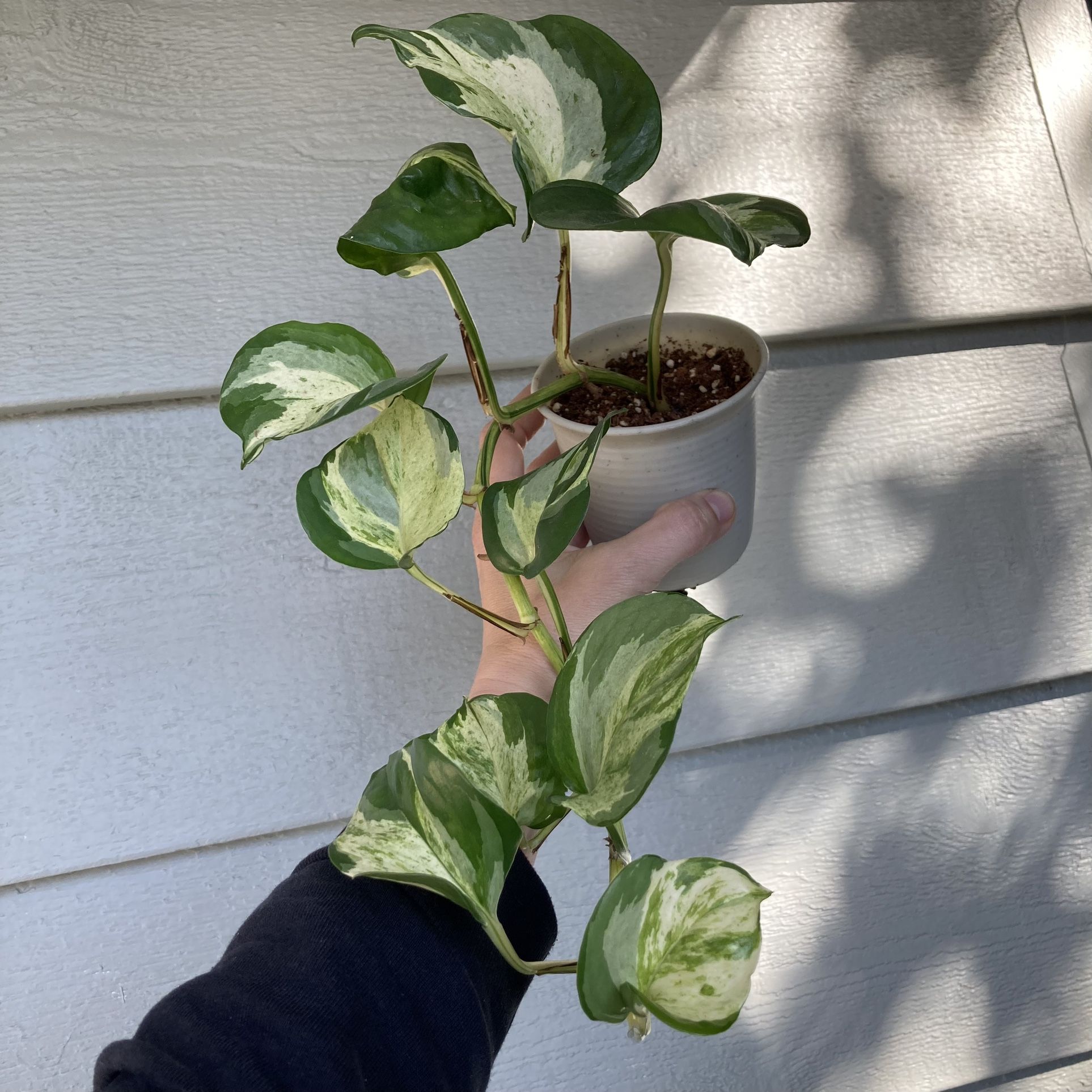 Rare Baby Epipremnum Areum Manjula for Sale in Fullerton, CA - OfferUp