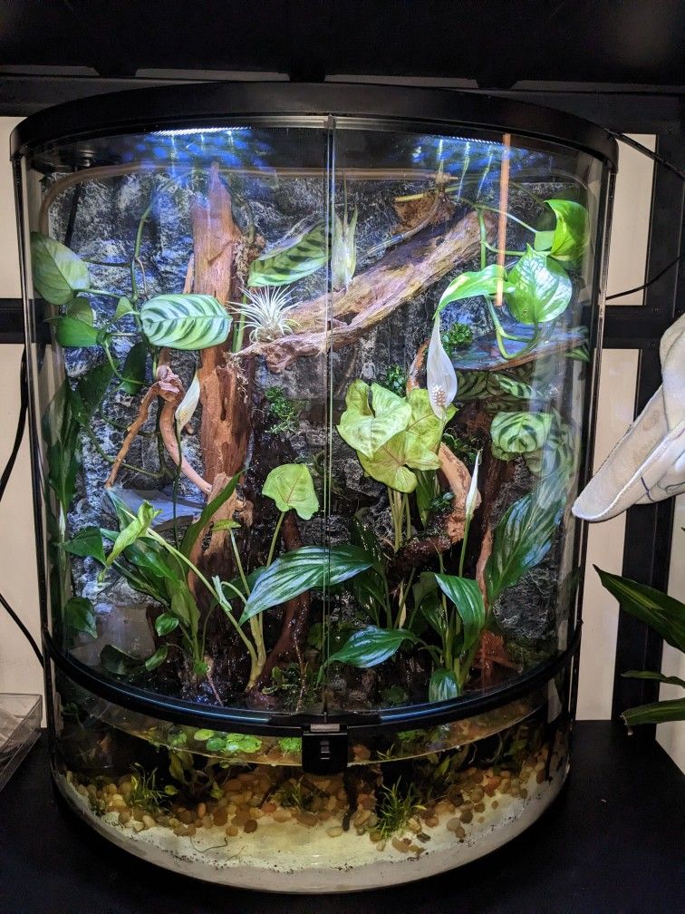 Red Eyed Tree Frog Enclosures