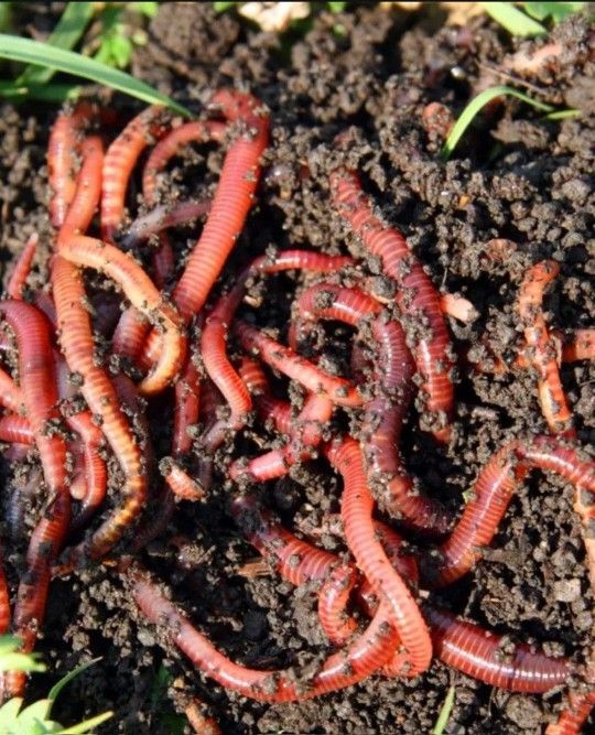 Red Wiggler Vermicomposting Worms And Worm Castings for Sale in Queen ...