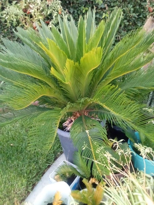 Large Sago Palm In A Pot $100 Healthy! for Sale in Ontario, CA - OfferUp