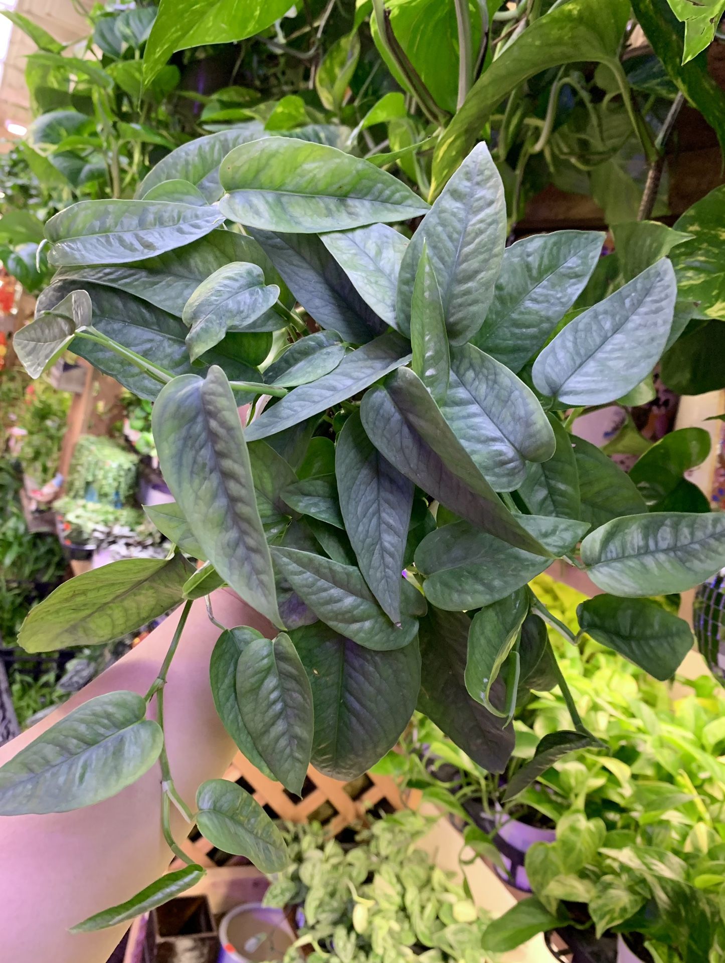4” Pot Size: Cebu Blue Pothos; $15 Each for Sale in Garden Grove, CA ...