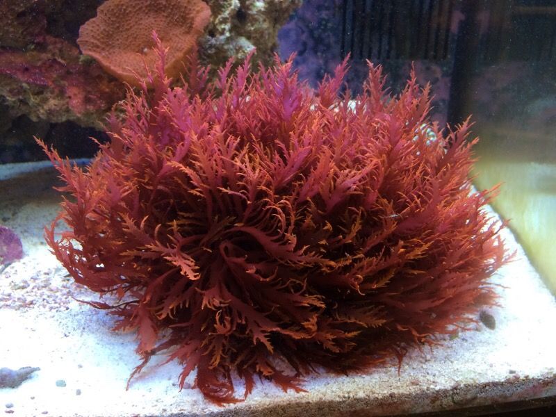 Red Algae Aquarium