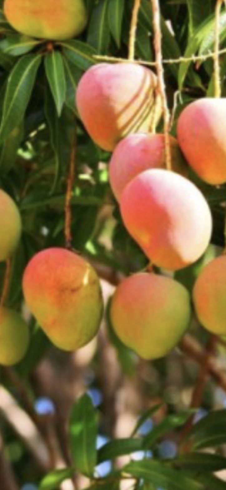 Healthy 5 Gallon Kent Mango Fruit for Sale in Mission Viejo, CA - OfferUp